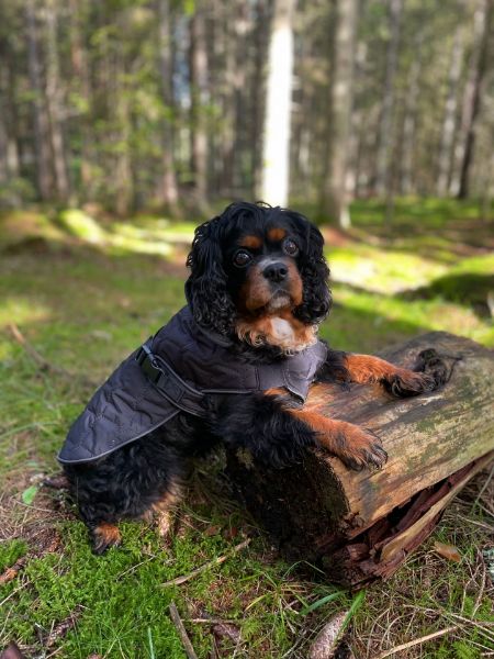 Kjøp DOG COAT - BRGN - Dame fra MIDT-I-MELLOM - 37037P